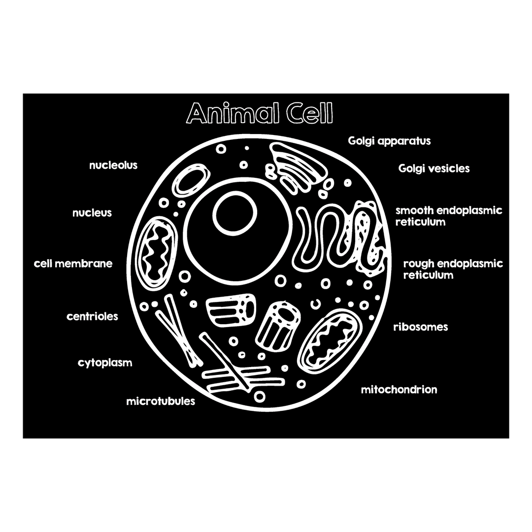 Cool Animal Cell Pictures