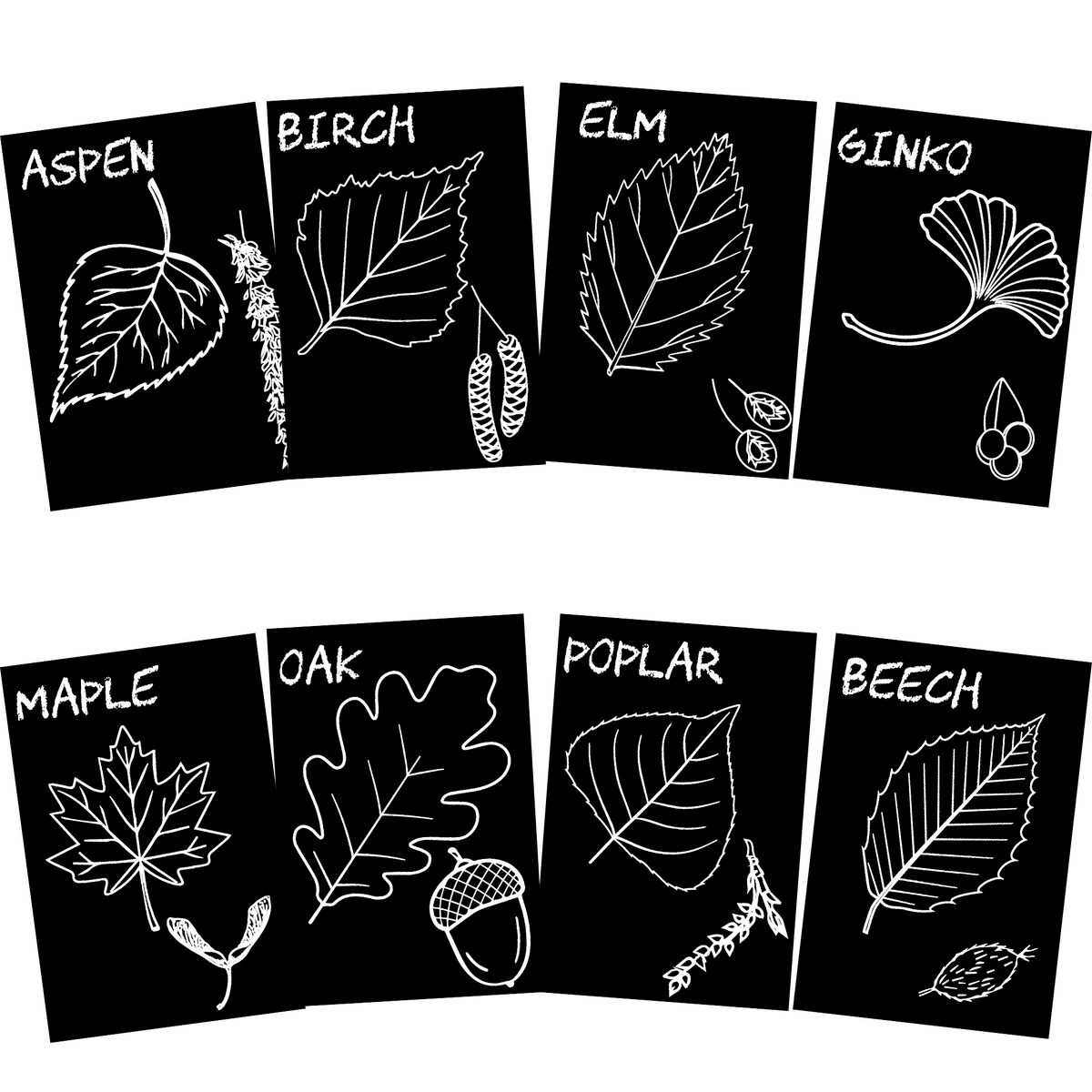 Leaf Identification Flash Card Set 5” x 7” Chalkboard Flash Cards ...